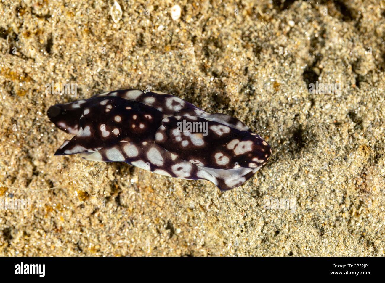 The most beautiful underwater snails of the Indian and Pacific Ocean ...