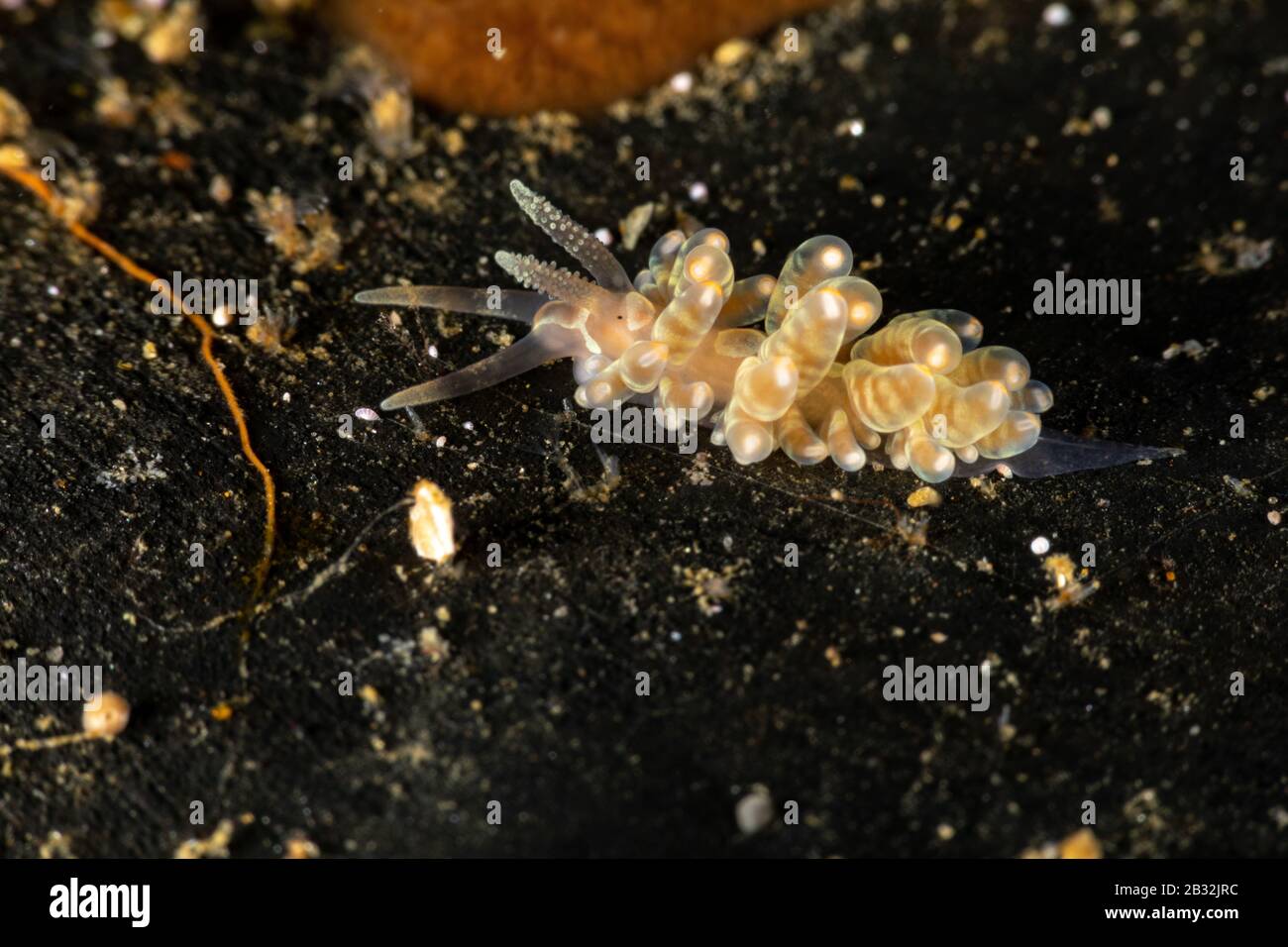 The most beautiful underwater snails of the Indian and Pacific Ocean ...