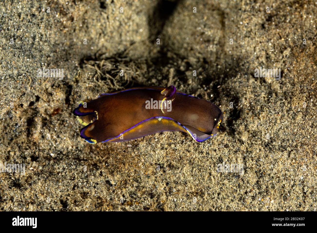 The most beautiful underwater snails of the Indian and Pacific Ocean ...
