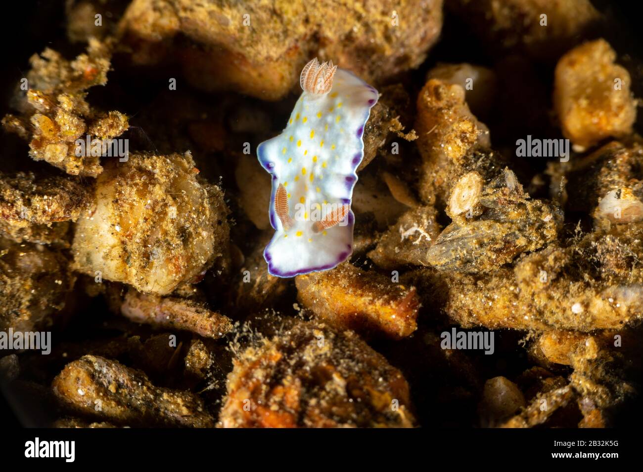 The most beautiful underwater snails of the Indian and Pacific Ocean ...
