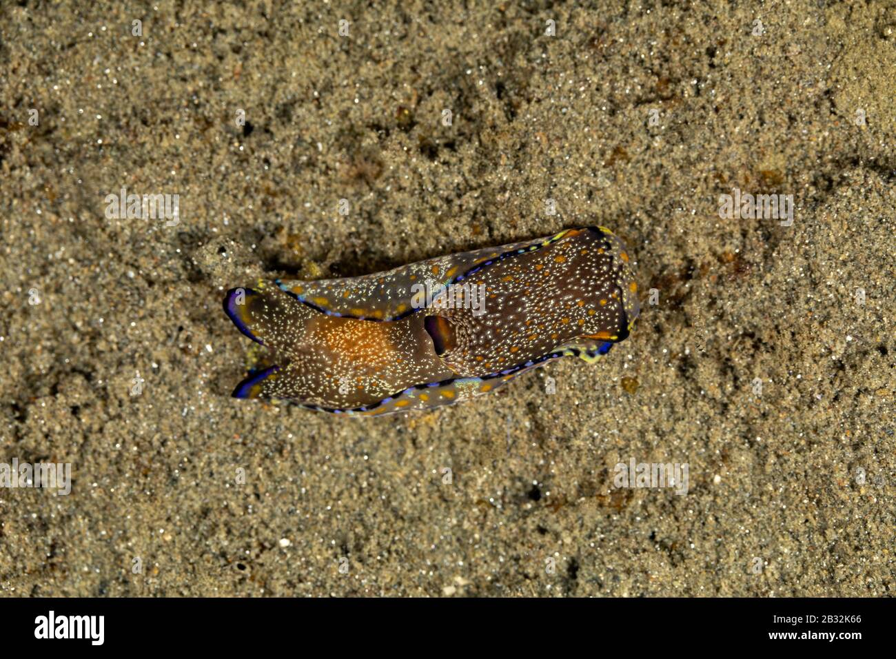 The most beautiful underwater snails of the Indian and Pacific Ocean ...