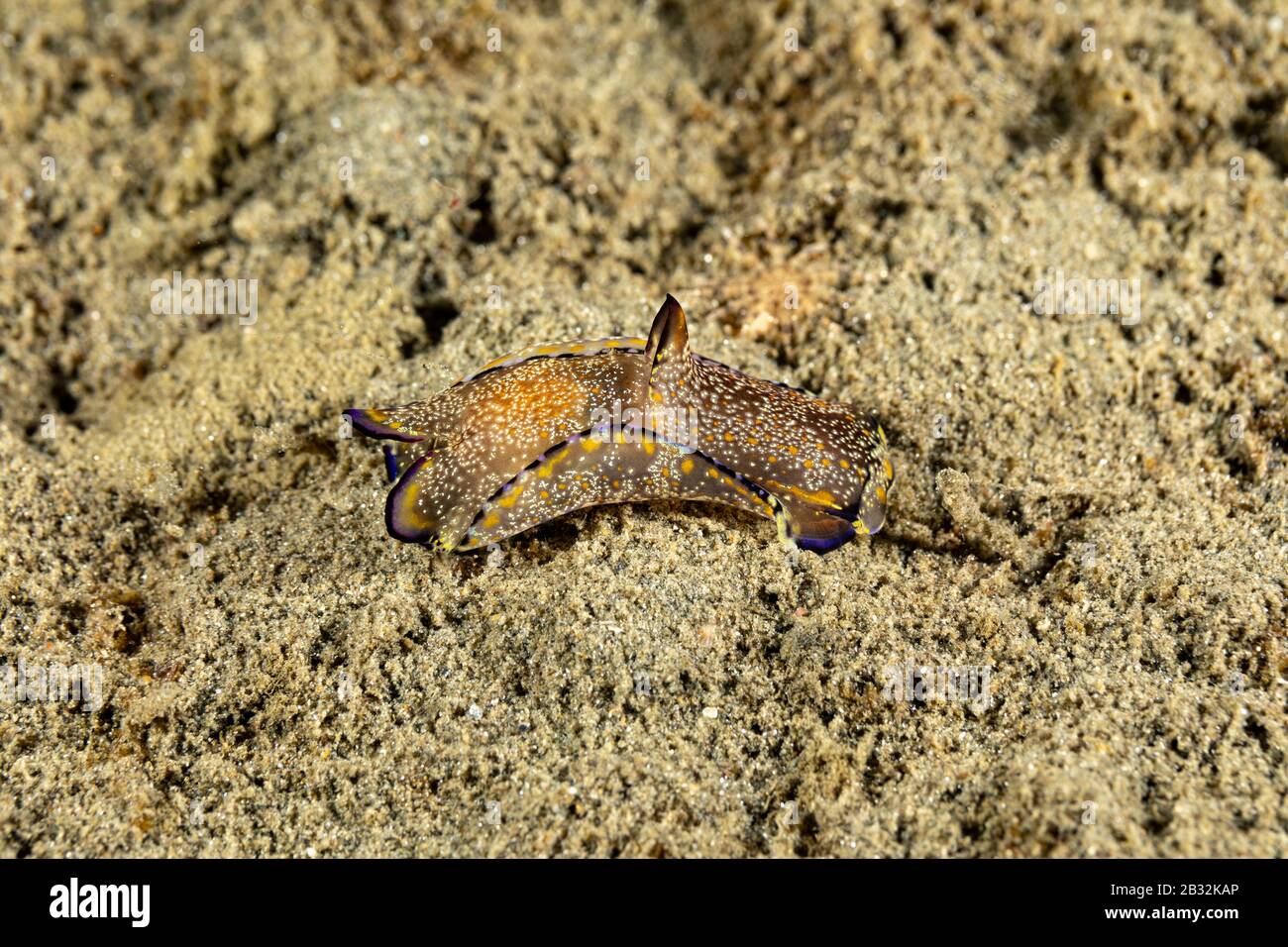The most beautiful underwater snails of the Indian and Pacific Ocean ...