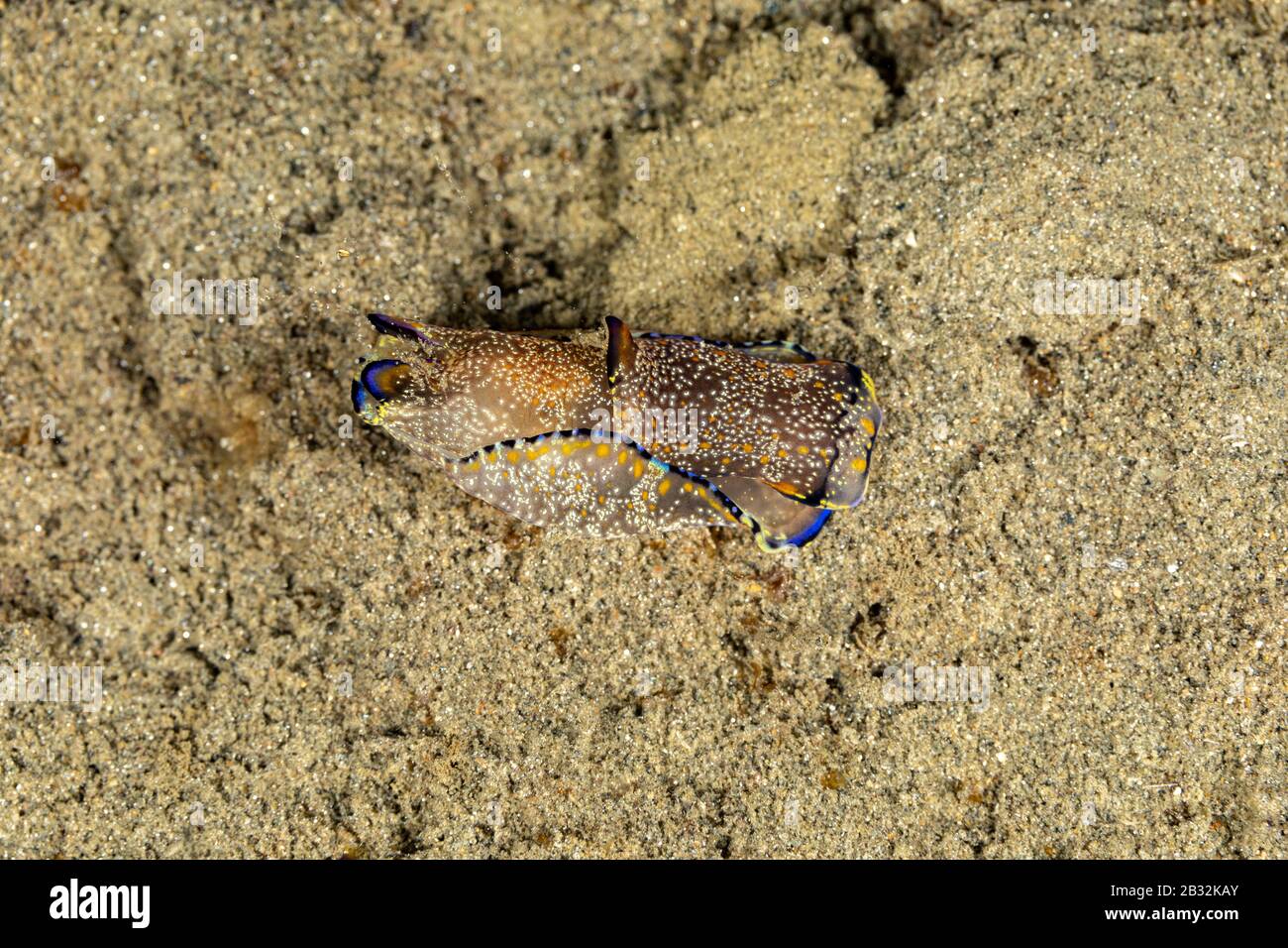 The most beautiful underwater snails of the Indian and Pacific Ocean ...