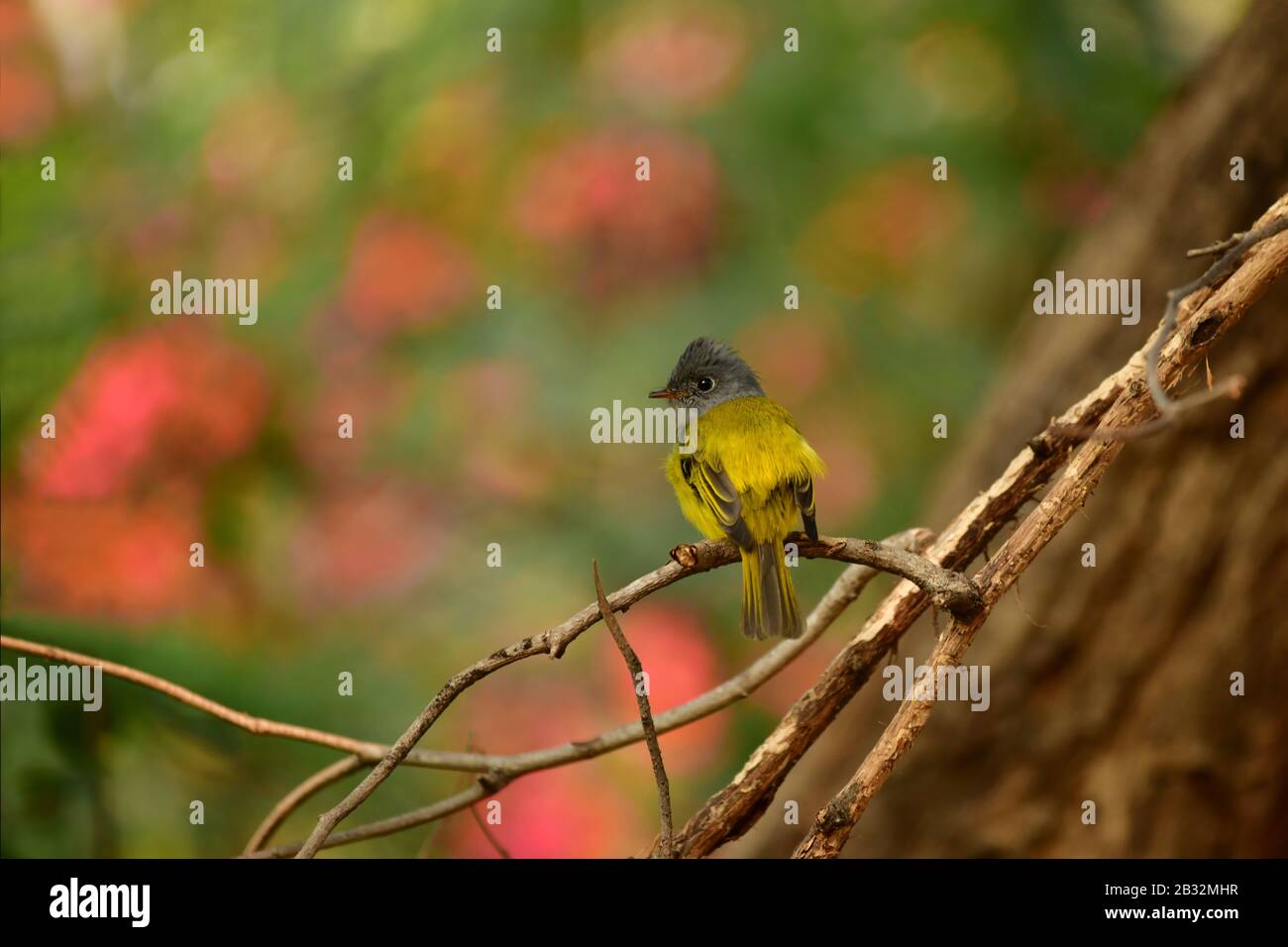 Grey heaed canary flycatcher(Culicicapa ceylonensis) perched on a tree ...