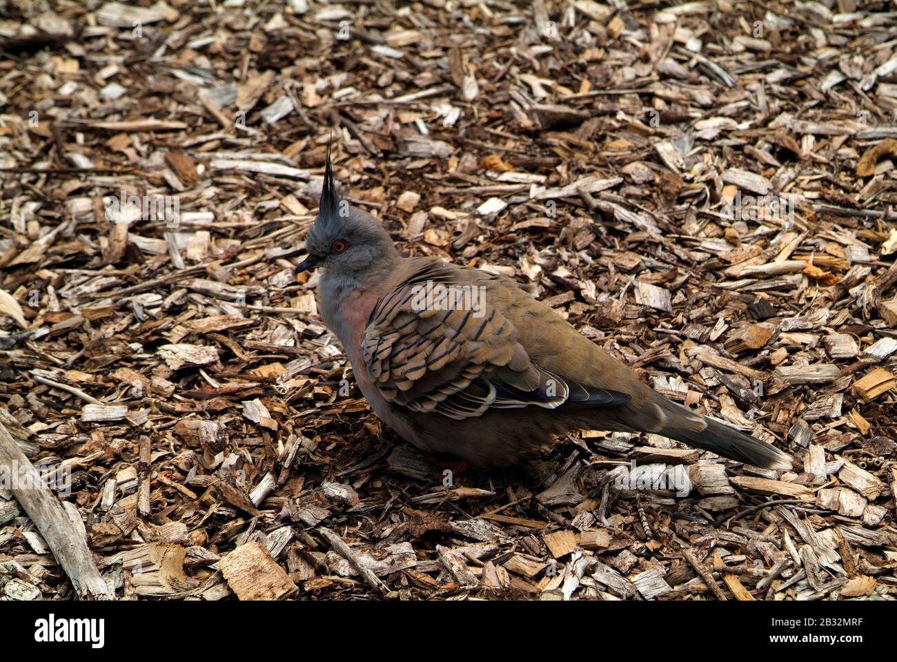 Australia, crested pidgeon Stock Photo - Alamy