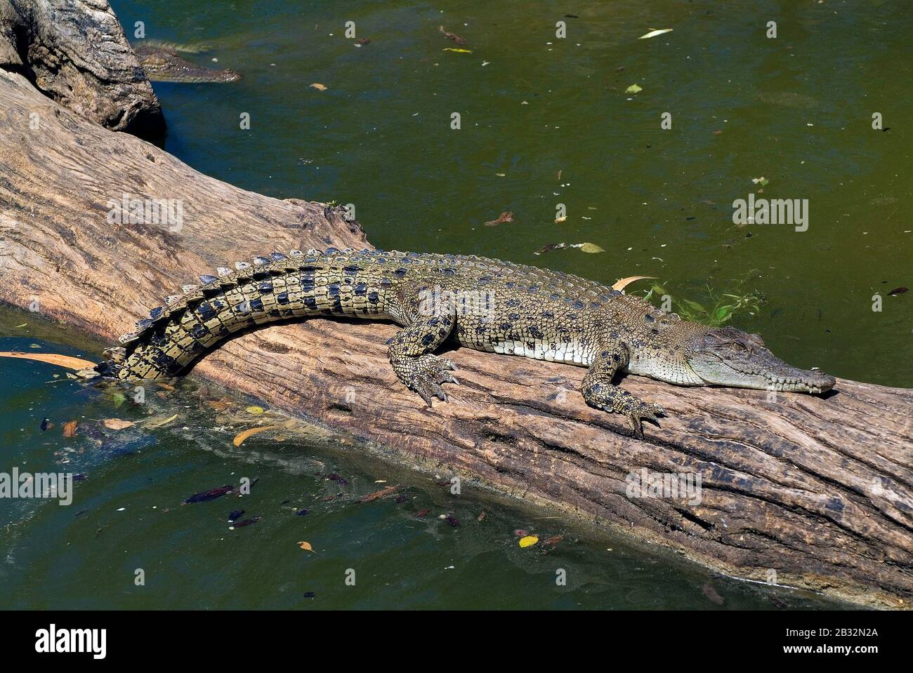 Saltwater Crocodile, Saltie on trunk Stock Photo - Alamy