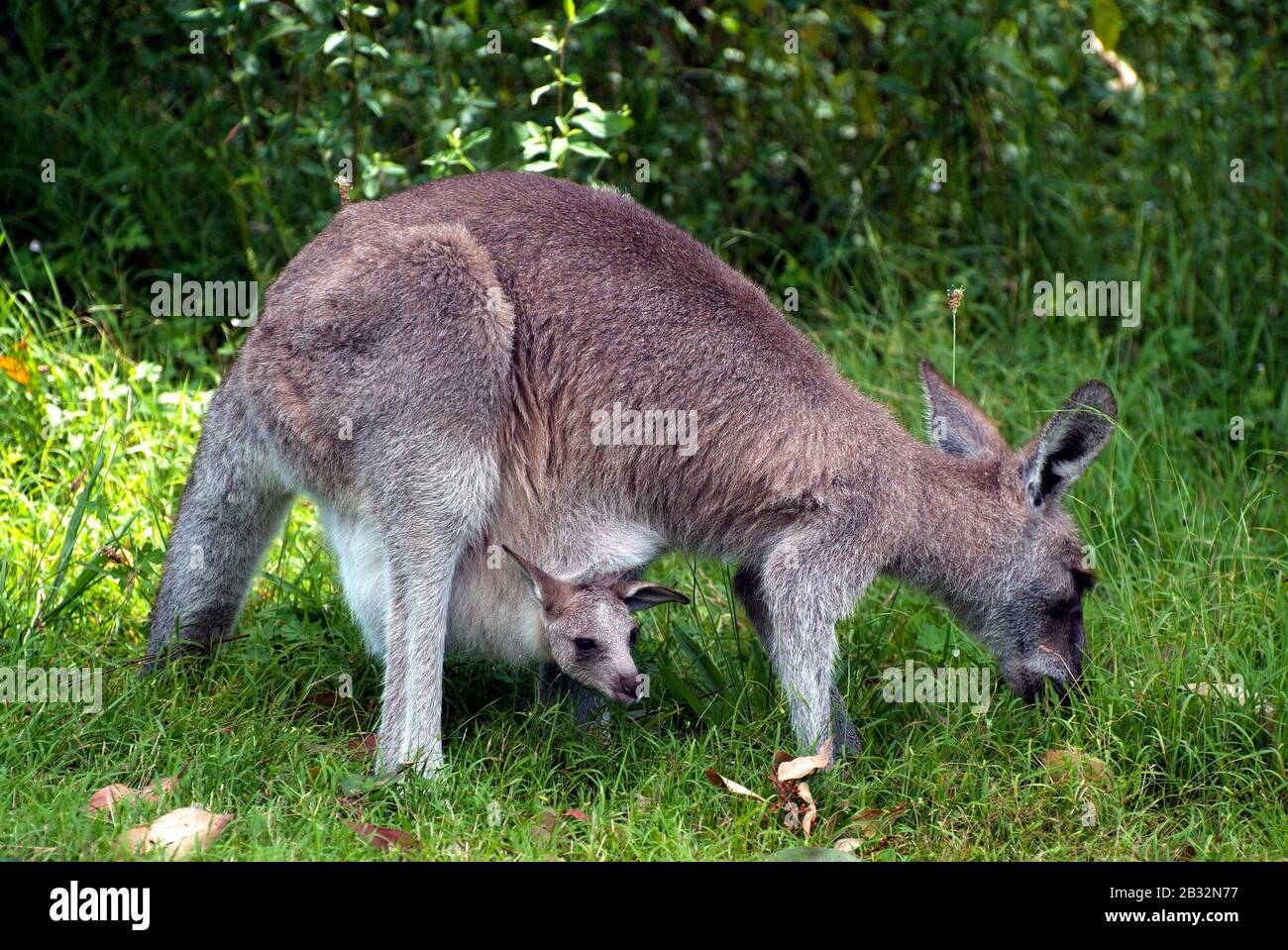 Australia, Kangaroo with Joey Stock Photo - Alamy