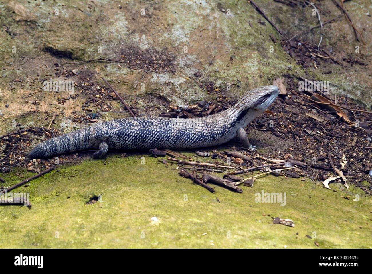 Australian shingleback bobtail Stock Photo - Alamy