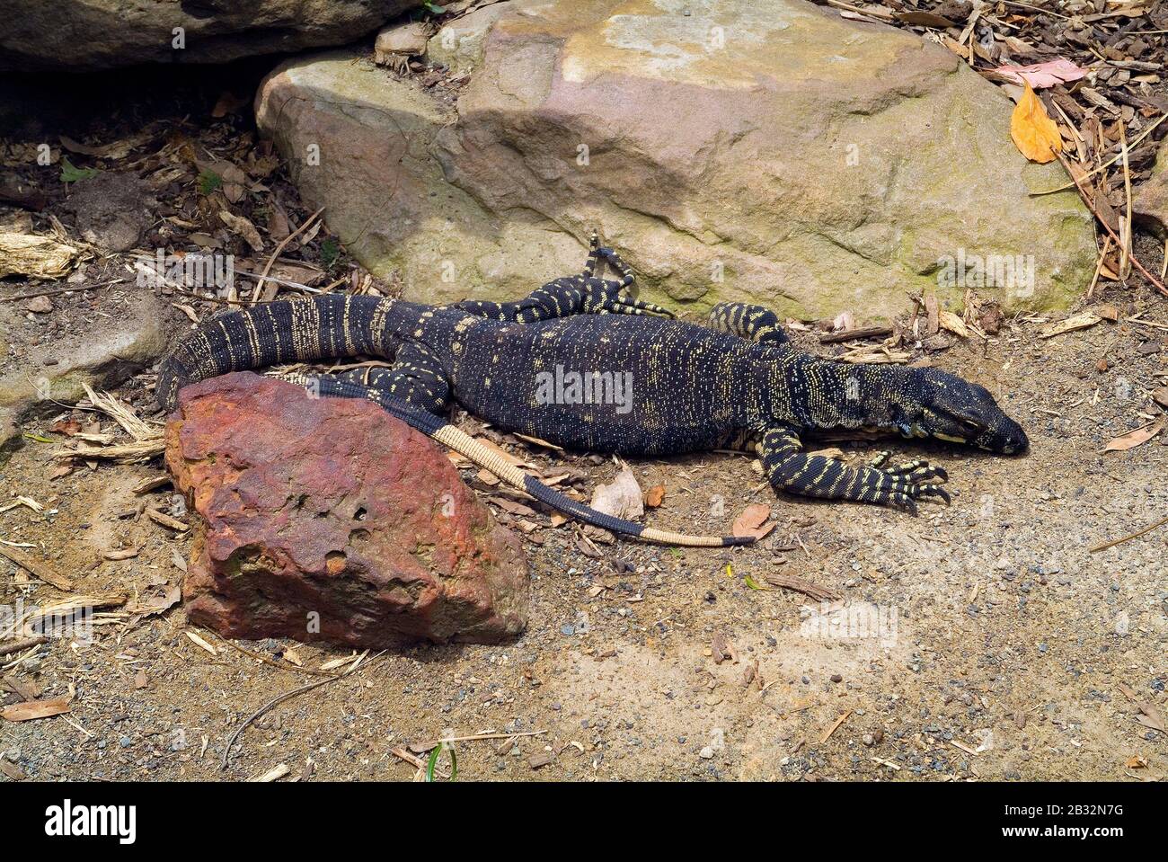 Australia, Lace Monitor Stock Photo - Alamy