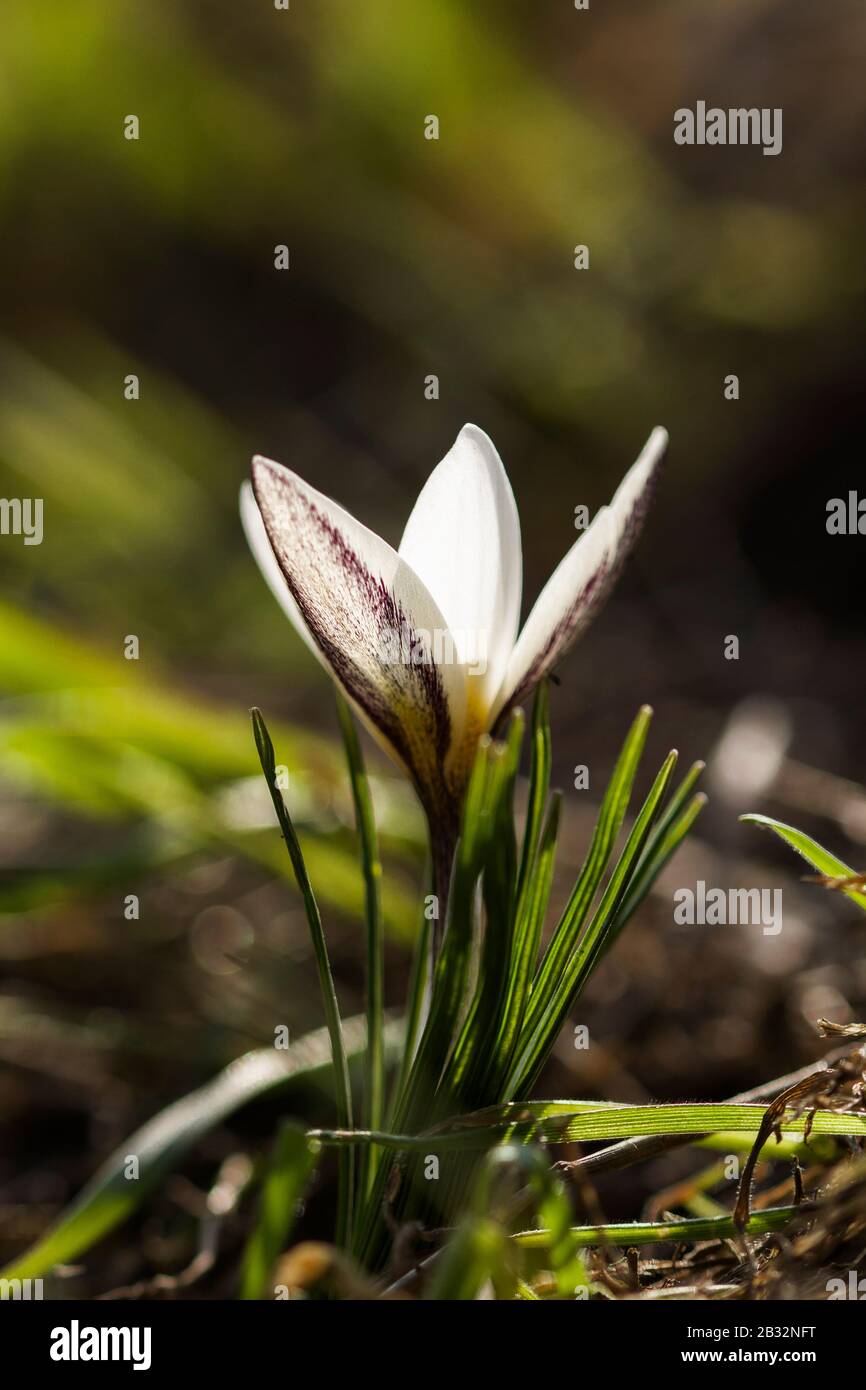 Beautiful spring background with close-up of a blooming purple crocus ...
