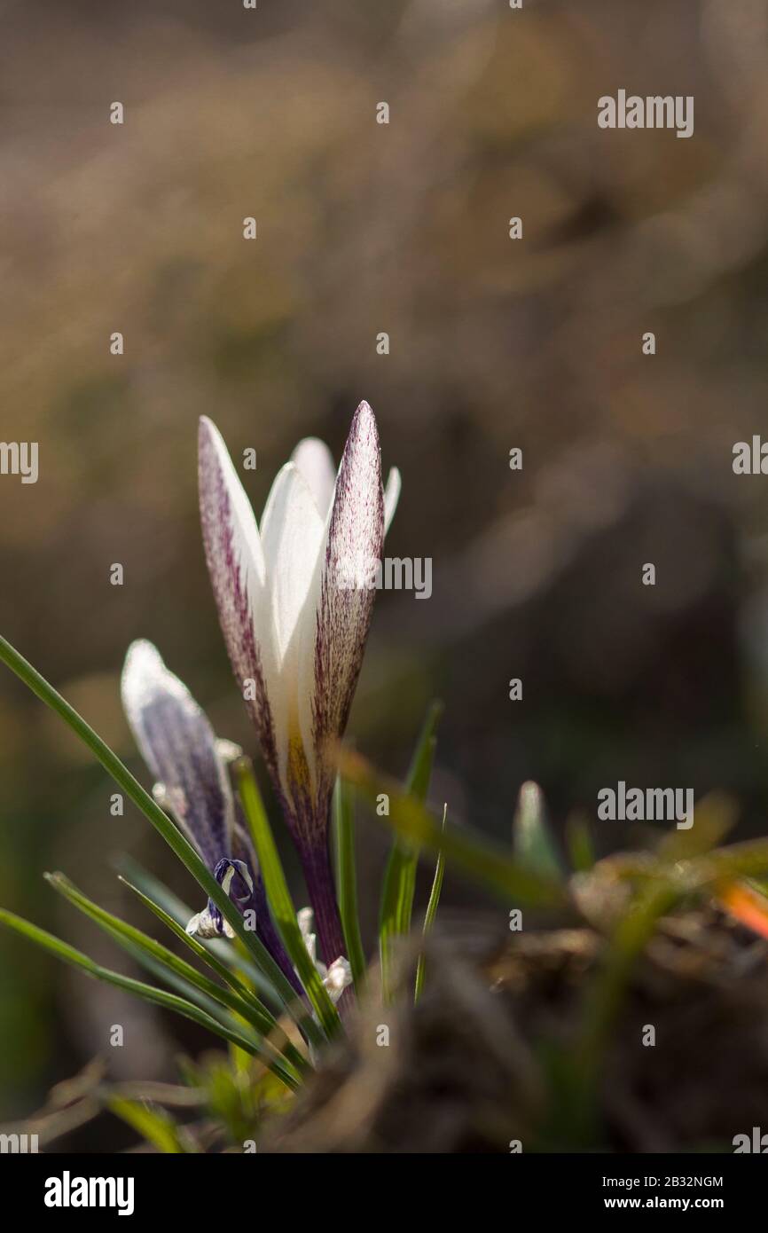 Crocus alatavicus . close-up of a blooming purple crocus flowers on a ...