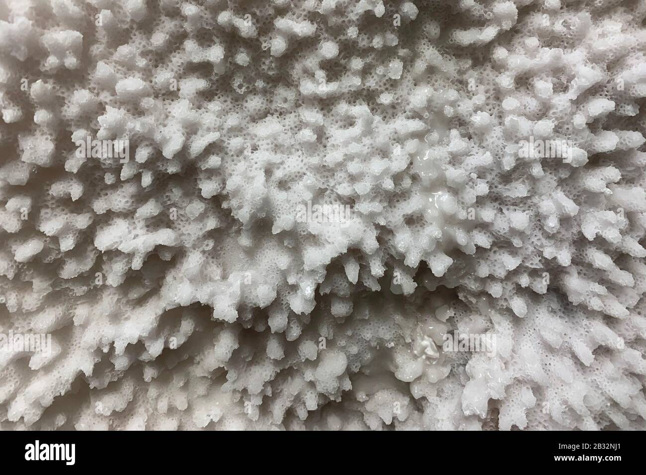 weathered white coral reef wall texture Stock Photo - Alamy