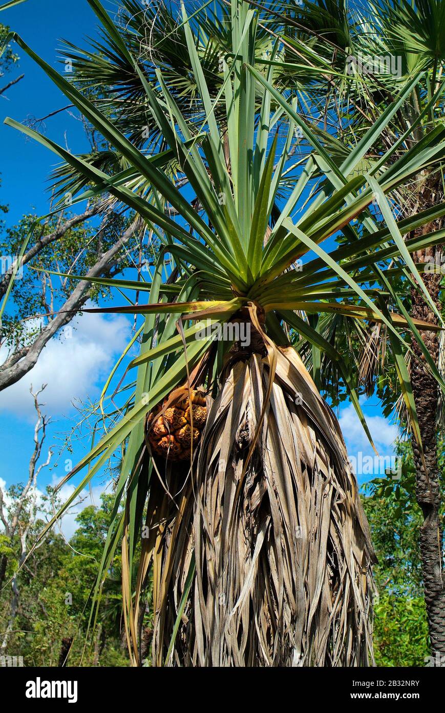 Screw palm hi-res stock photography and images - Alamy
