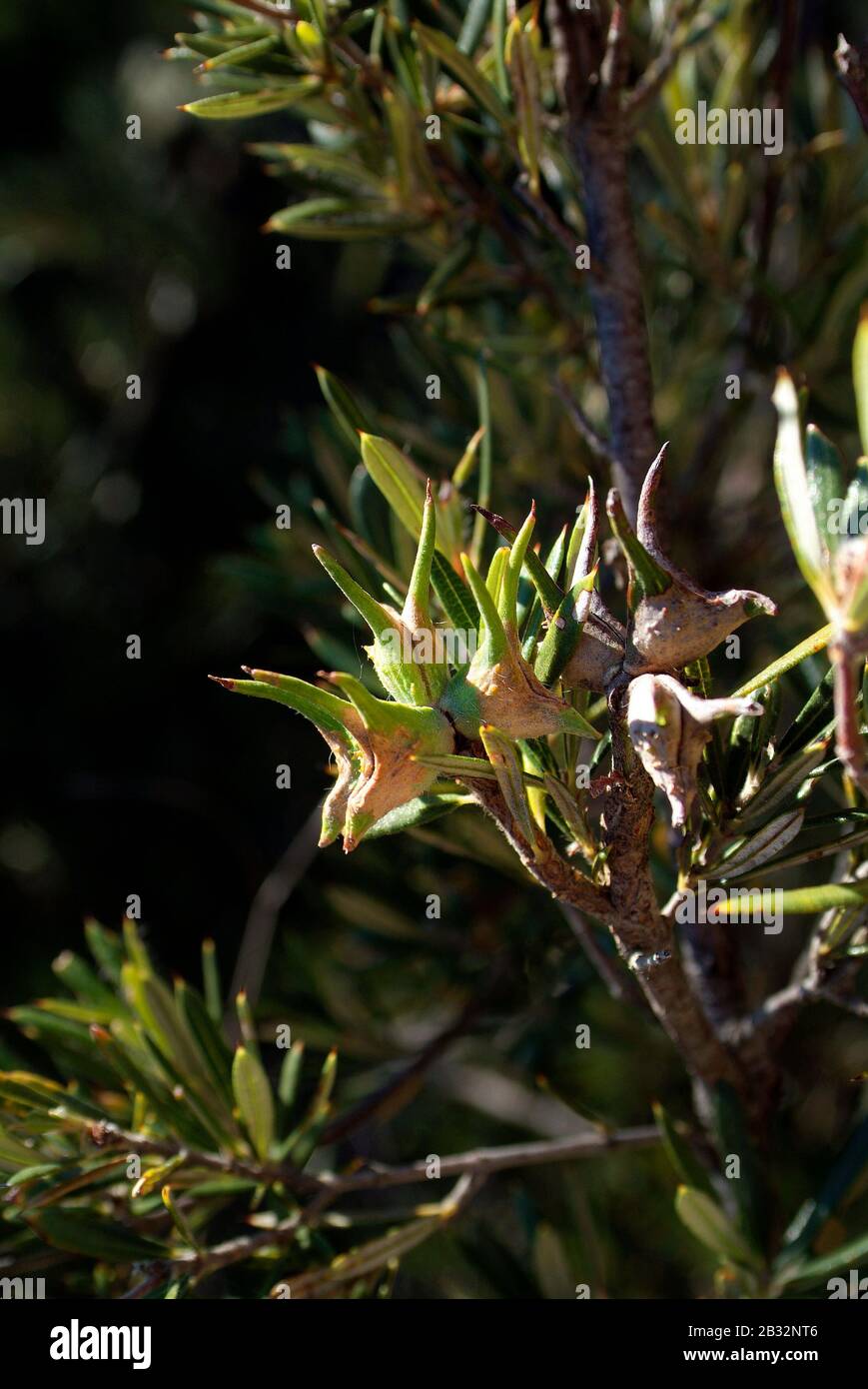 Lambertia formosa mountain devil hi-res stock photography and images ...