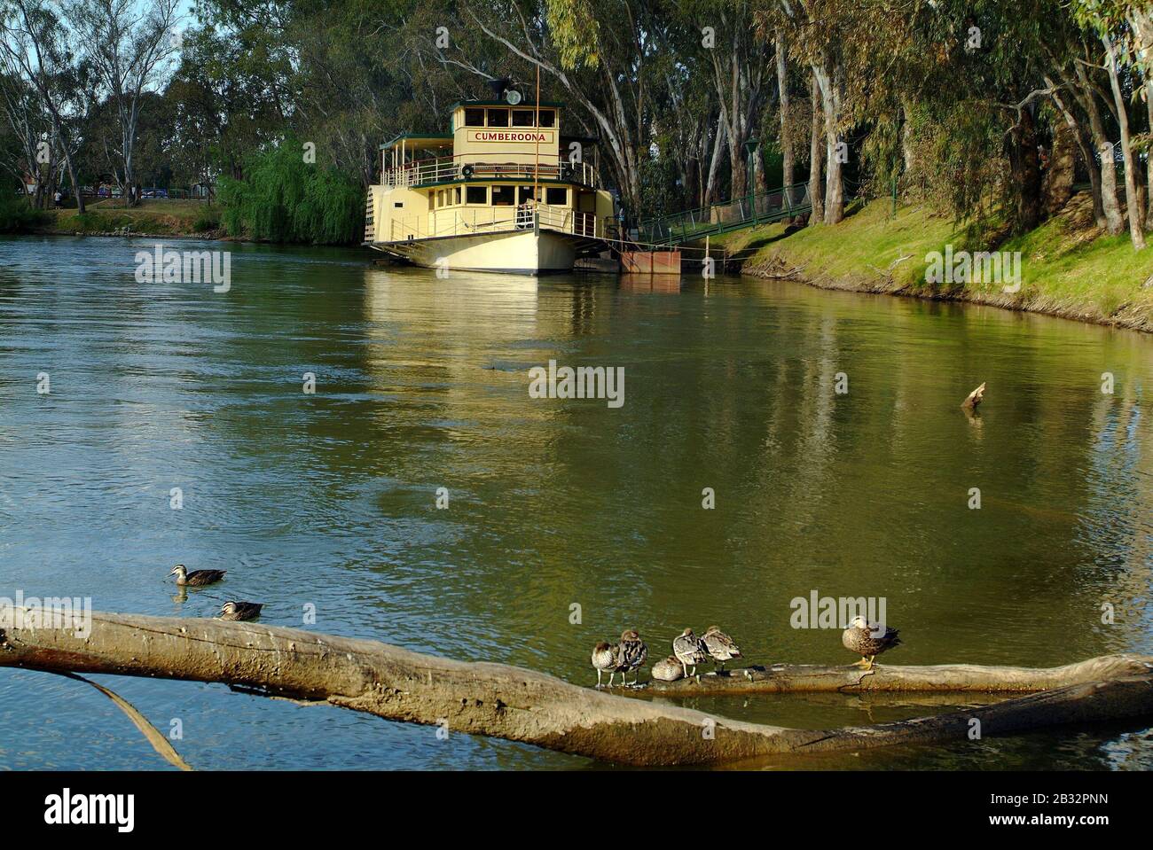 Albury, NSW, Australia: Vintage paddle steamer Cumberoona for cruise ...