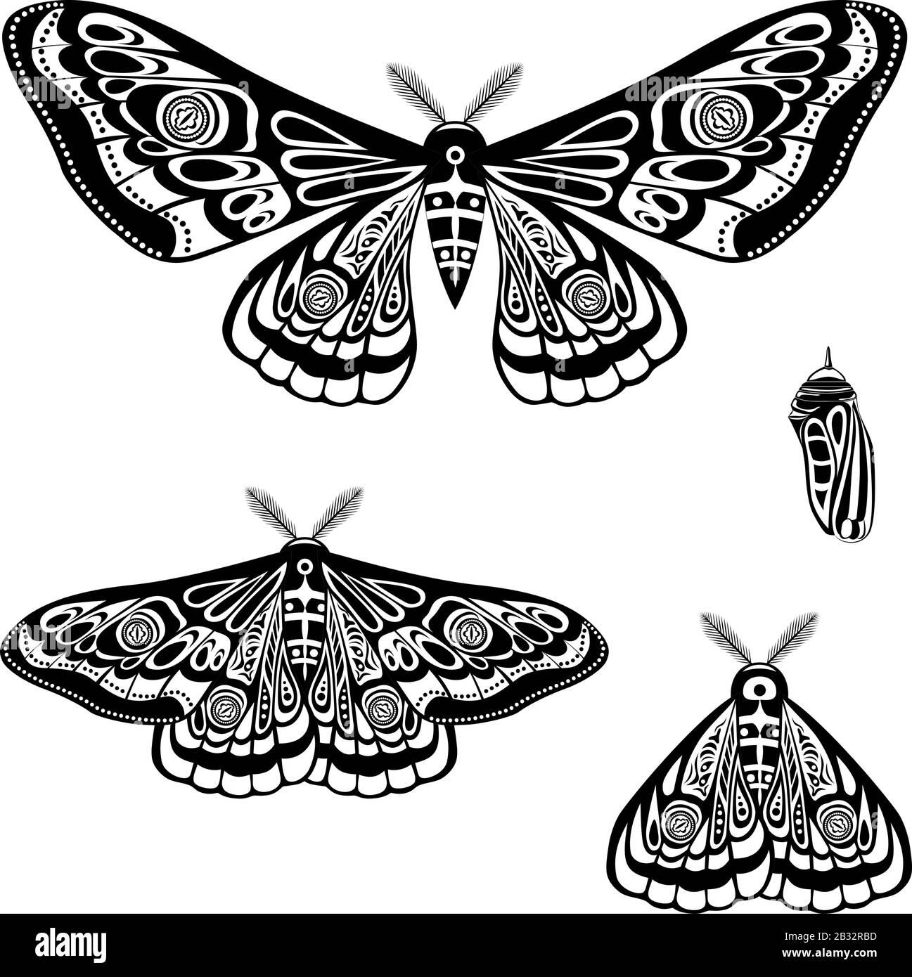 Night moth, butterfly pupa. Vector illustration. Various butterfly ...