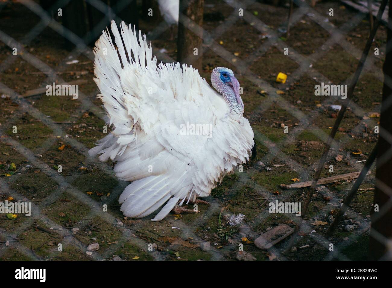 A white turkey on the village farm Stock Photo - Alamy