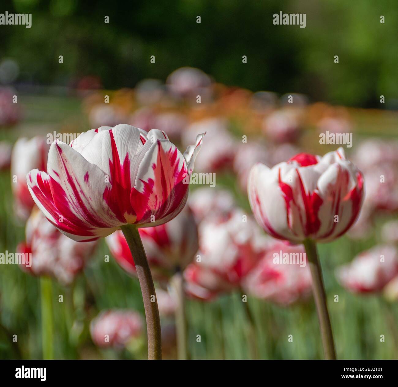 Tulips flowers red hi-res stock photography and images - Alamy