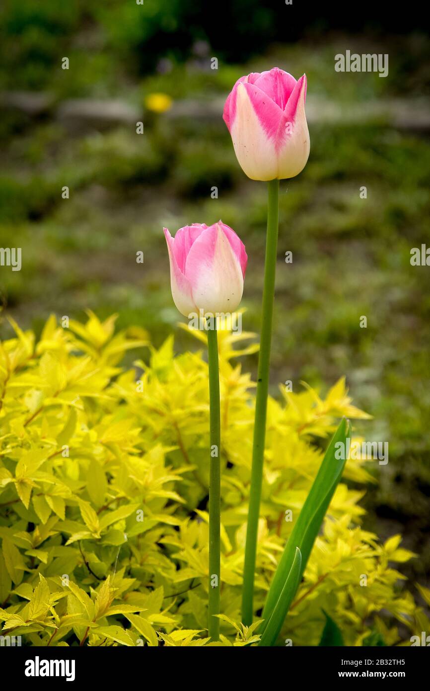 Beautiful pink tulip flower in a spring garden Stock Photo - Alamy