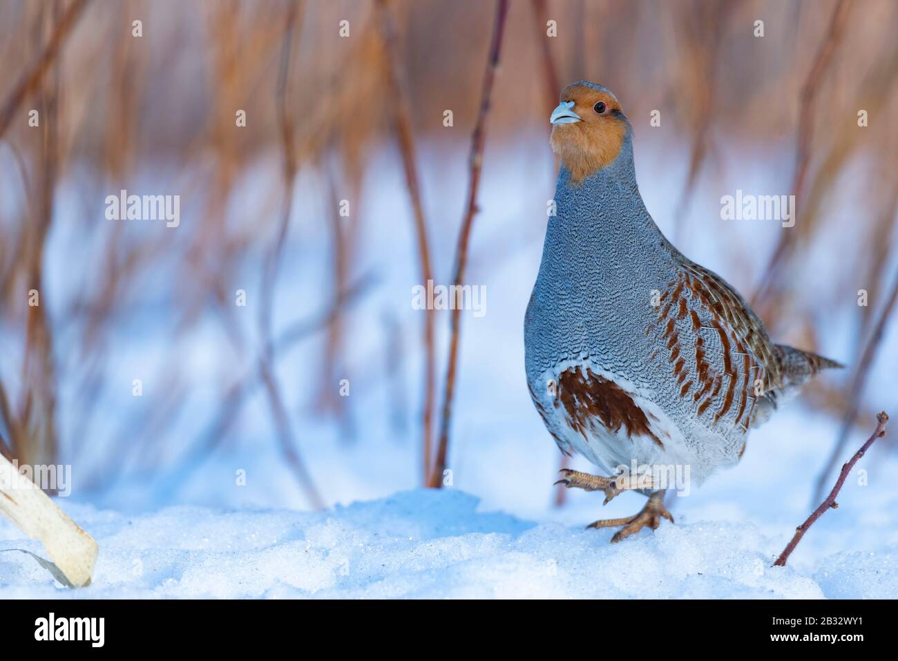 Hungarian Partridge in the winter in North Dakota Stock Photo - Alamy