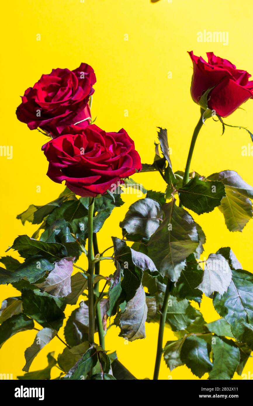 Three beautiful red roses with petals, vertical Stock Photo - Alamy
