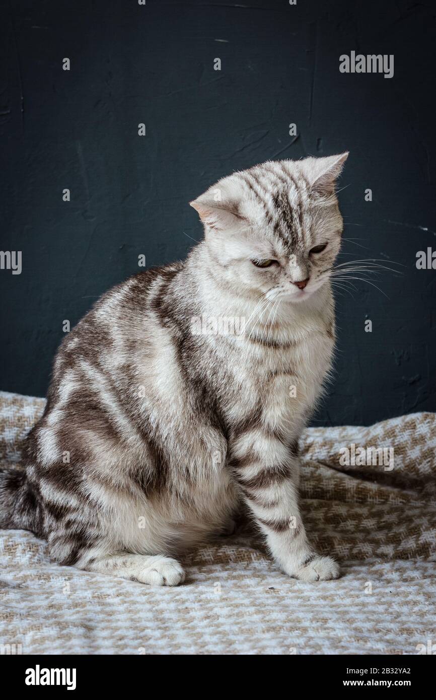 Cute pregnant cat sitting on fabric material Stock Photo - Alamy