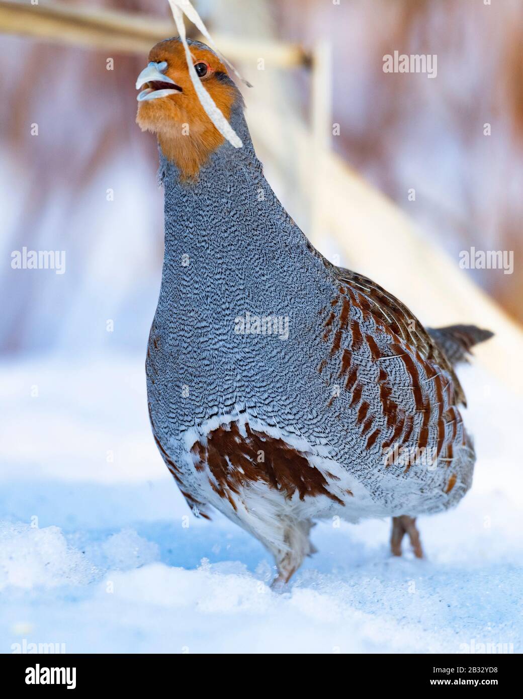 Hungarian Partridge in the winter in North Dakota Stock Photo - Alamy