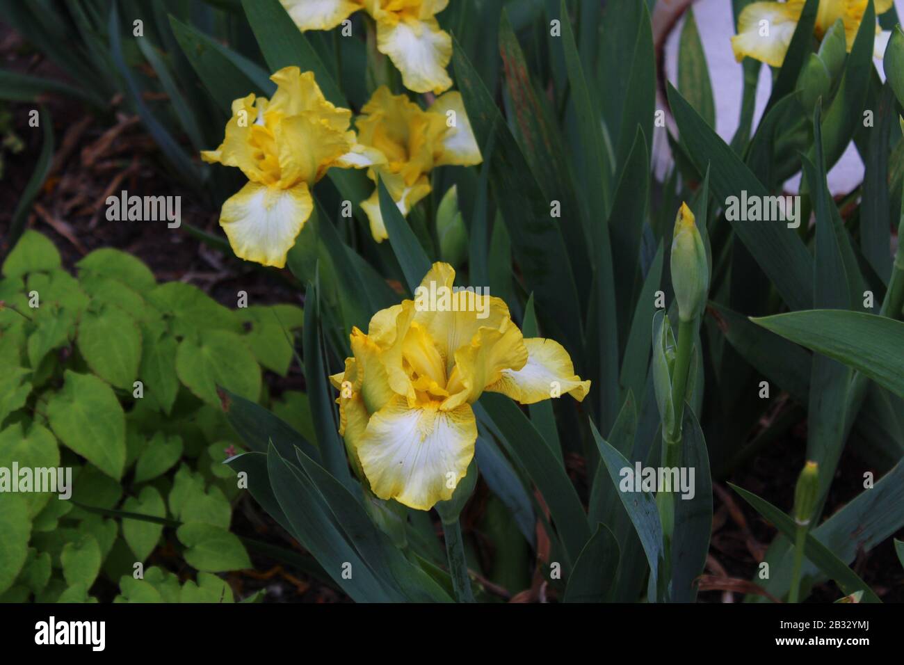 The picture shows an iris field in the spring Stock Photo - Alamy