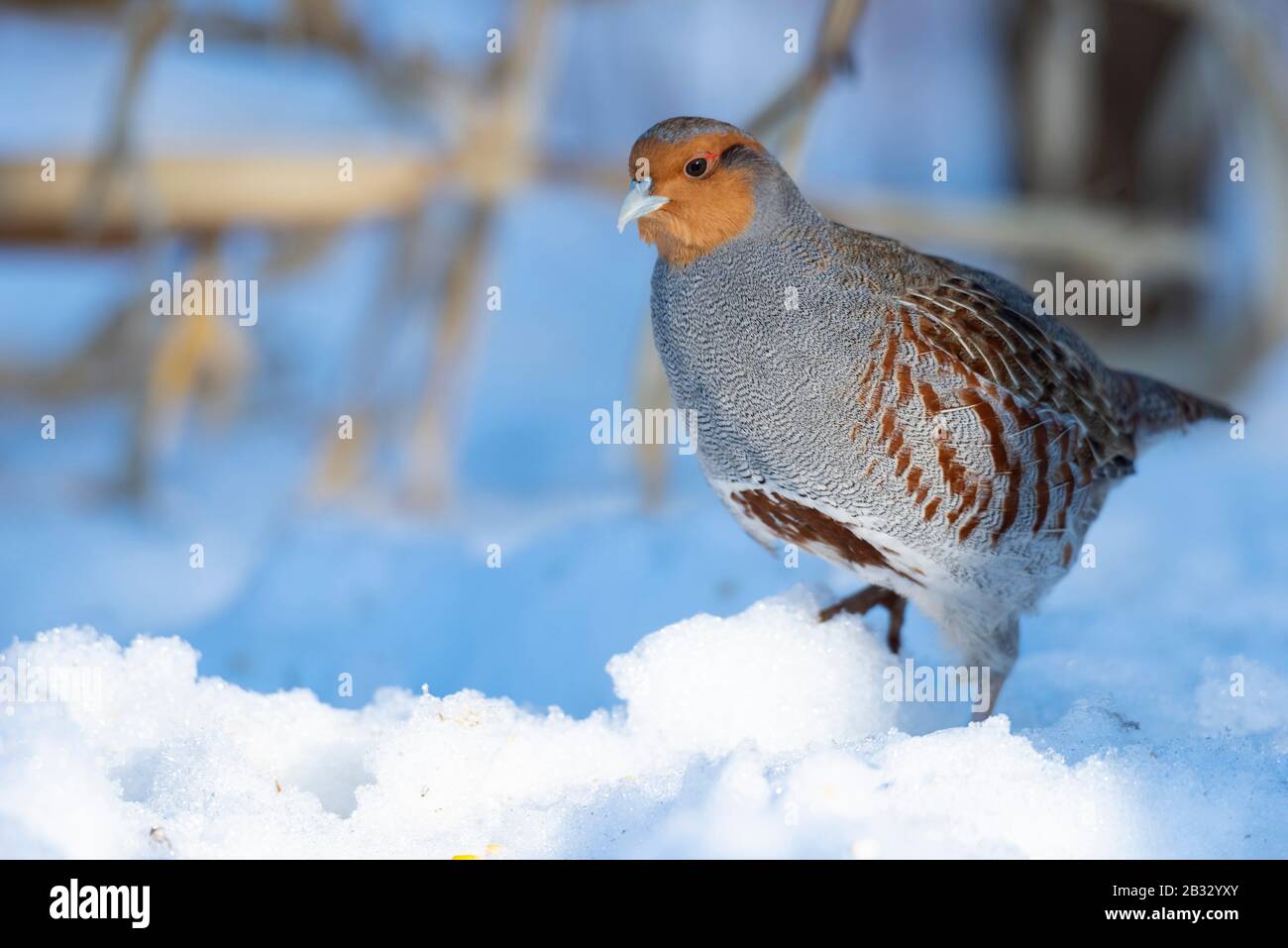 Hungarian Partridge in the winter in North Dakota Stock Photo - Alamy