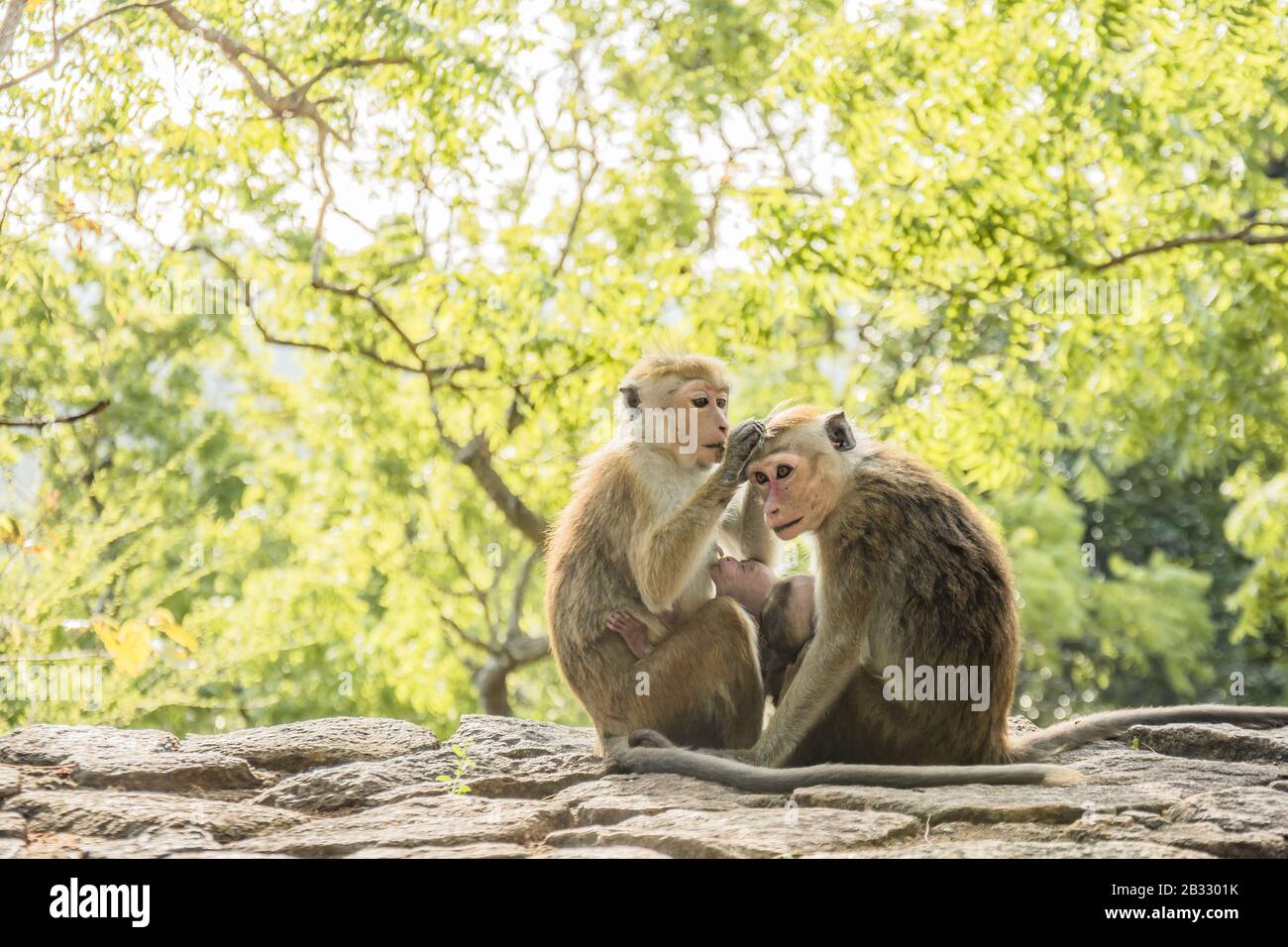 Two monkeys with a baby are taking care of each other Stock Photo - Alamy