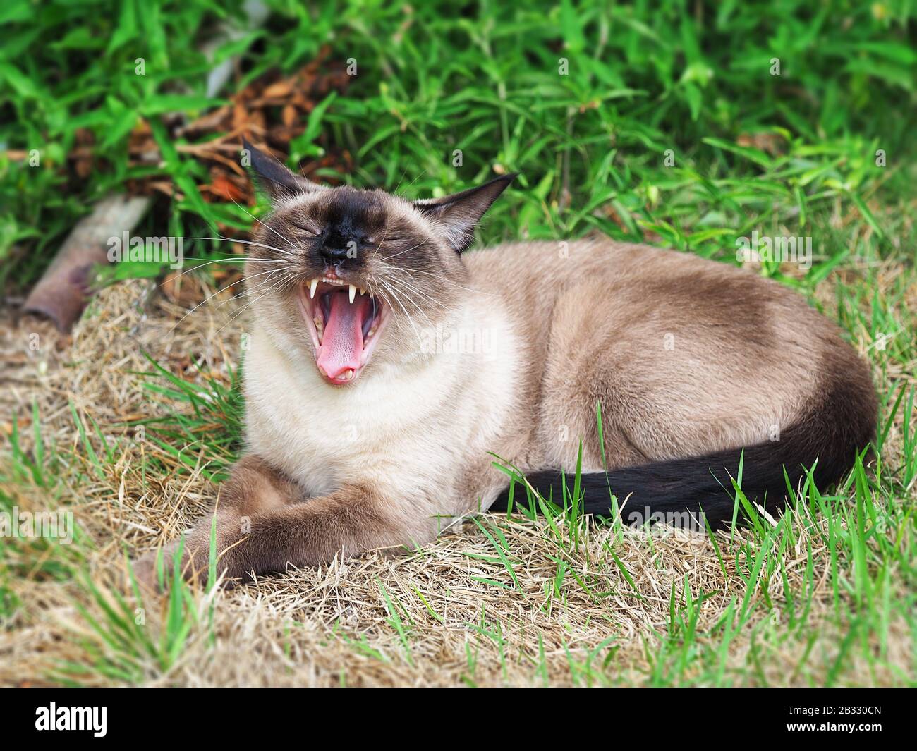 Siamese cat with wide open mouth. Siamese cat with caries in teeth ...