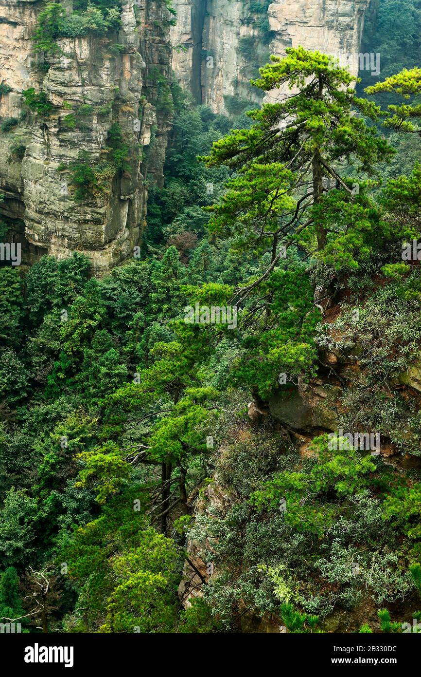 view of limestone cliff in Zhangjiajie national park, hunan,China Stock ...