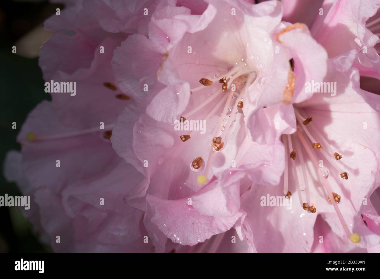 Blloming pinky spring Stock Photo - Alamy