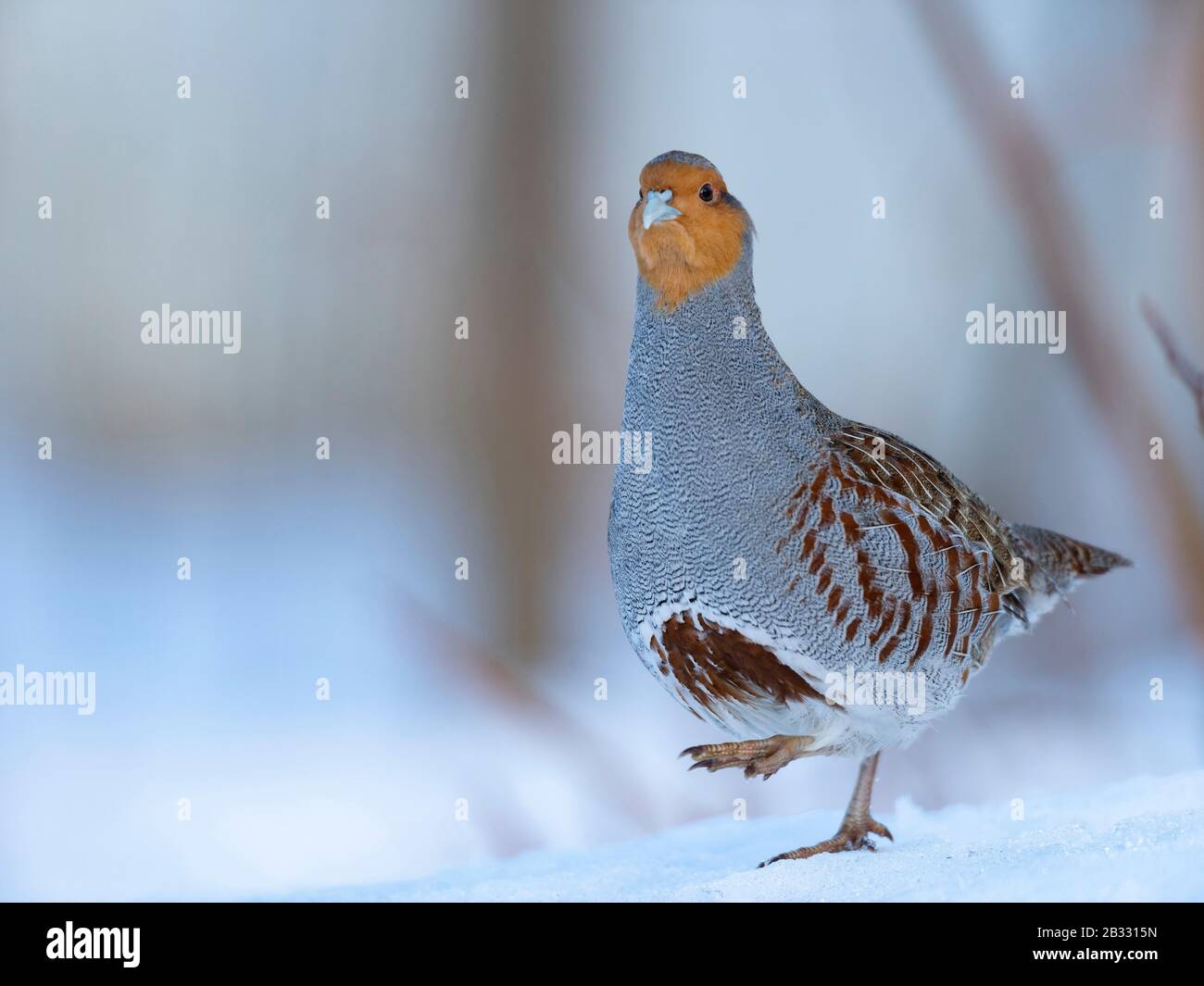 Grey partridge hi-res stock photography and images - Alamy