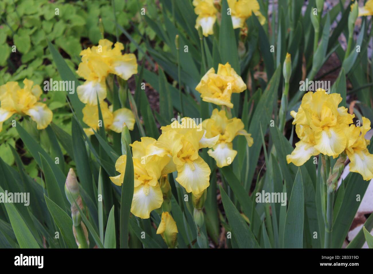 The picture shows an iris field in the spring Stock Photo - Alamy