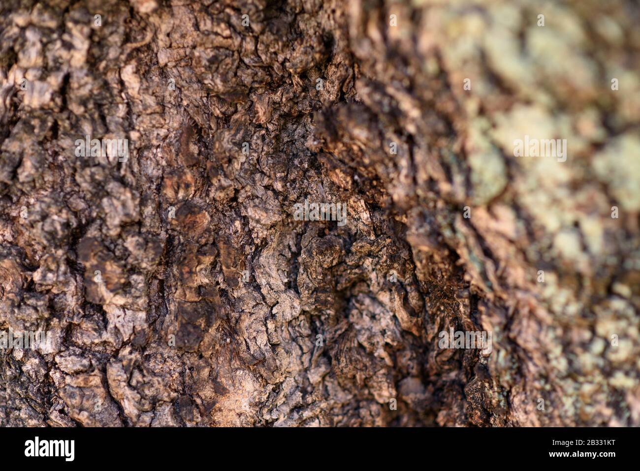 Close-up of the bark of an olive wood log. Background Stock Photo - Alamy