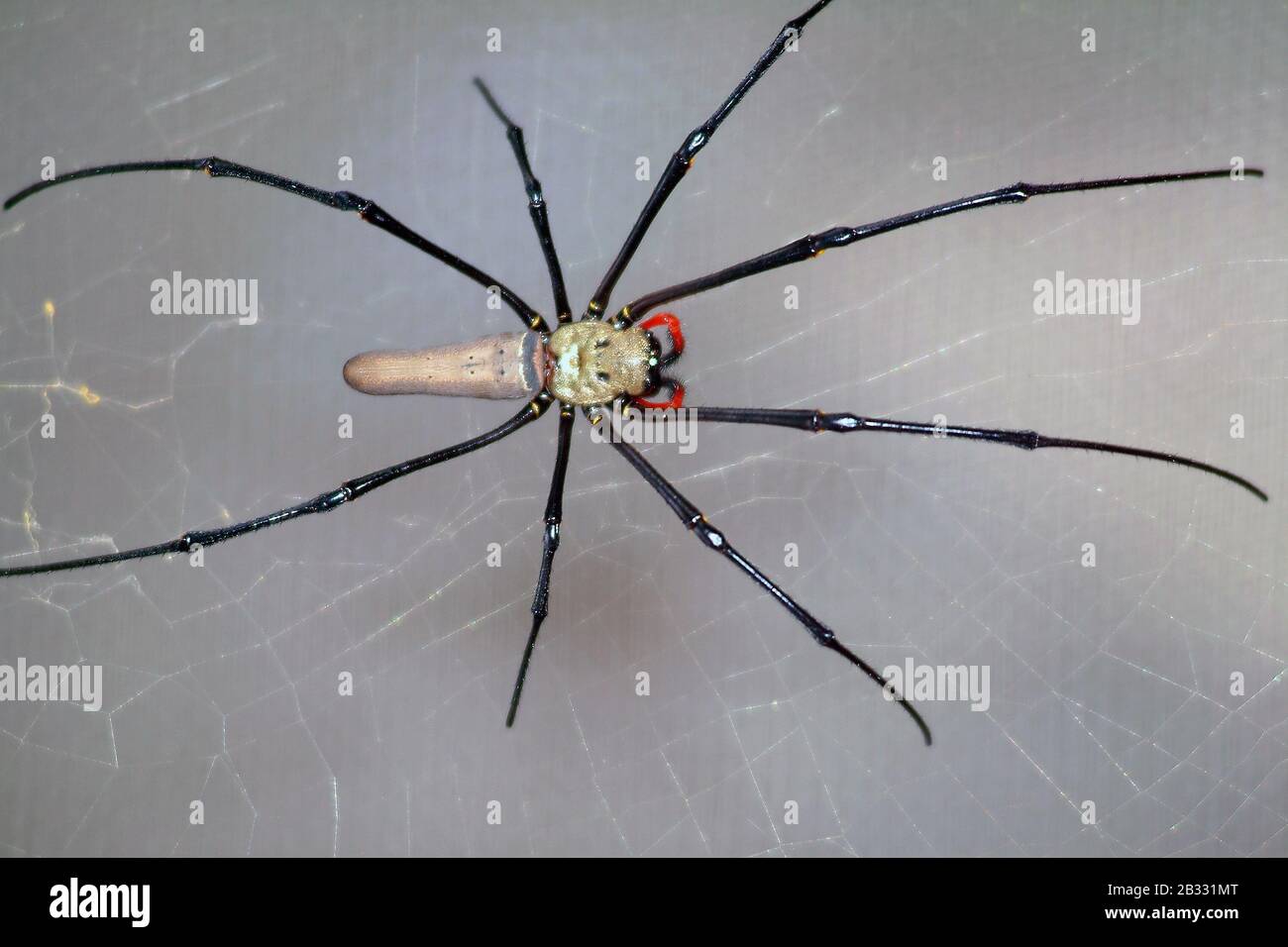 Huntback spider hi-res stock photography and images - Alamy