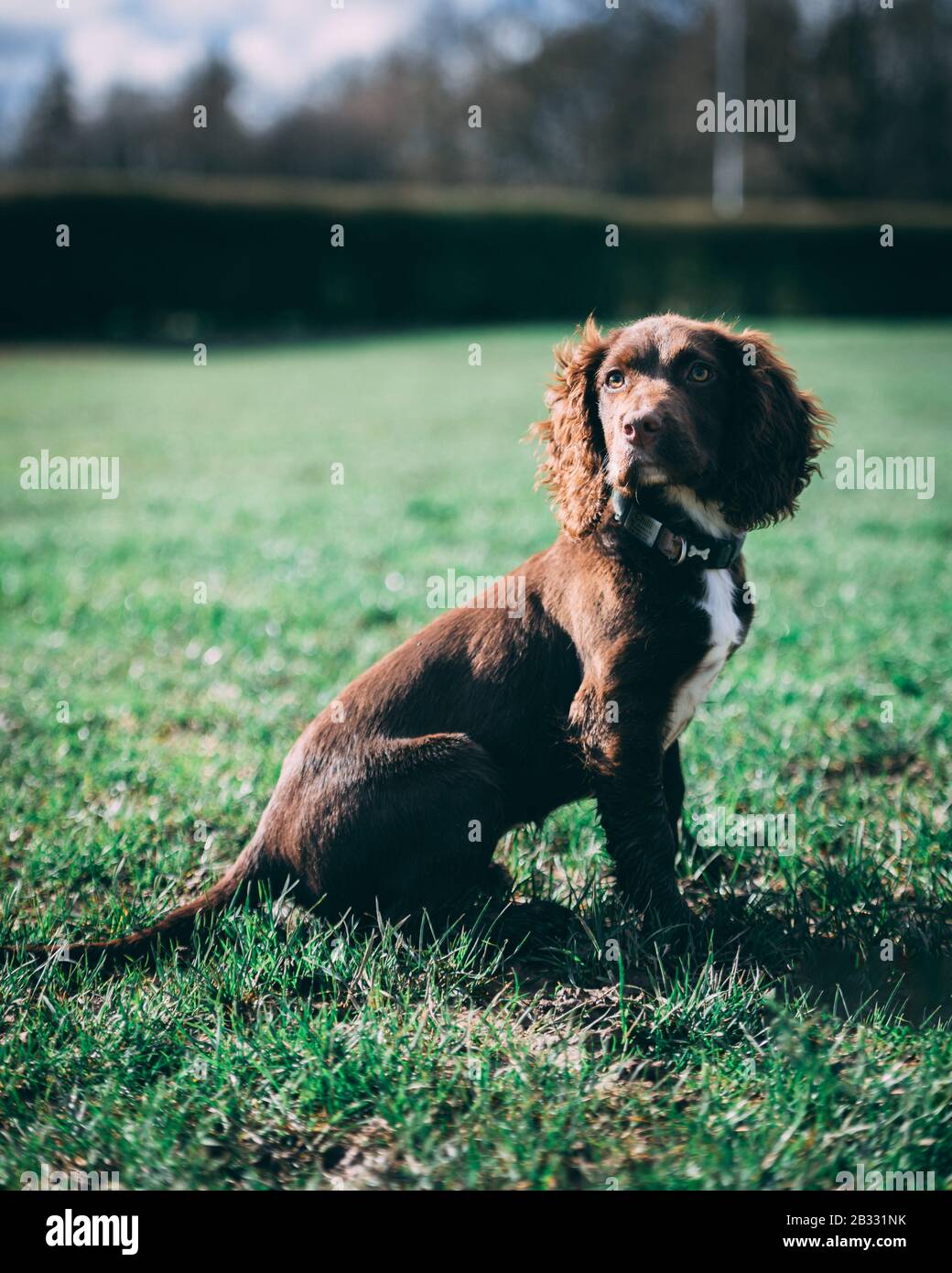 Cocker spaniel puppy running hi-res stock photography and images - Alamy