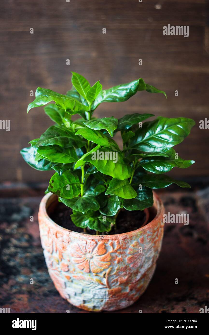 coffea-arabica-coffee-plant-in-a-flower-pot-stock-photo-alamy
