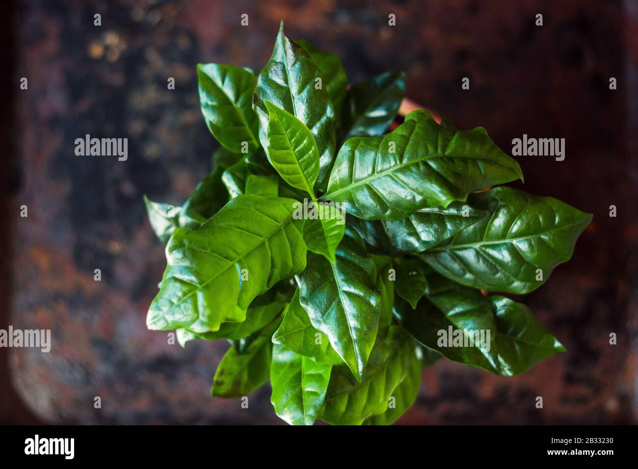 Coffea arabica - coffee plant in a flower pot Stock Photo - Alamy