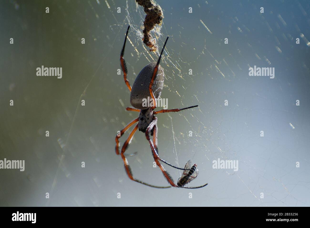Australia, huntback spider catching a fly Stock Photo - Alamy