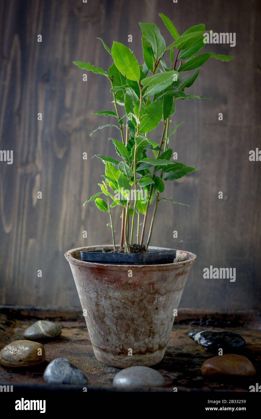 Laurel tree - Laurus nobilis as a house plant Stock Photo - Alamy