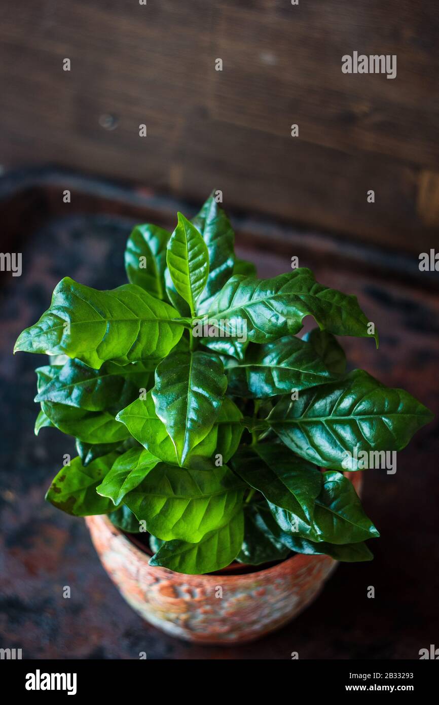 Coffea arabica - coffee plant in a flower pot Stock Photo - Alamy