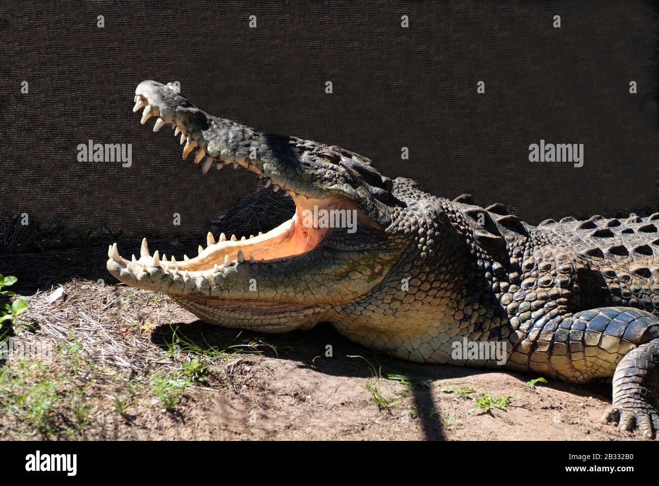 Australia, Saltwater Crocodile aka Saltie Stock Photo - Alamy