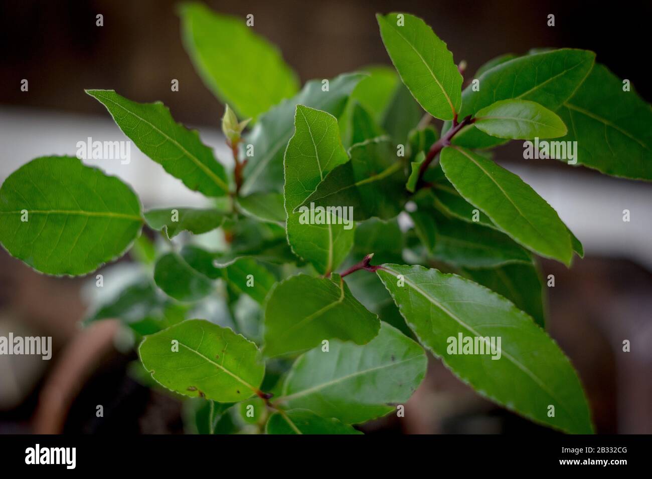 Laurel tree - Laurus nobilis as a house plant Stock Photo - Alamy