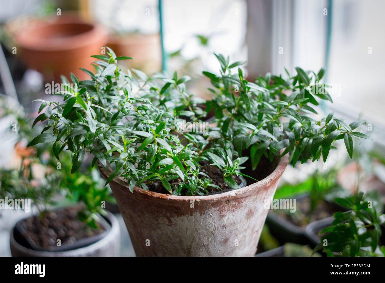 Myrtle plant aka myrtus as house plant standing on window sill at ...
