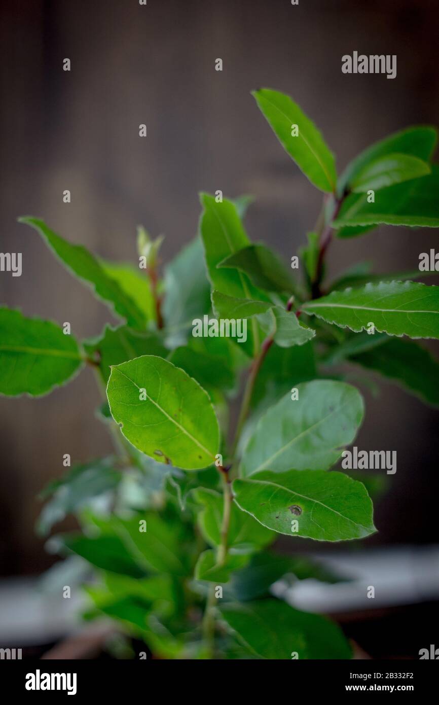 Laurel tree - Laurus nobilis as a house plant Stock Photo - Alamy