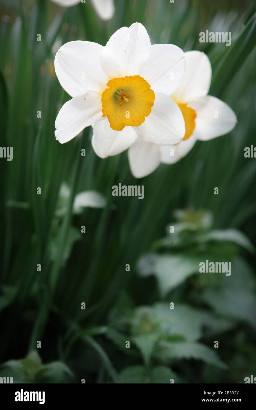 Beautiful daffodil flowers in a spring garden Stock Photo - Alamy
