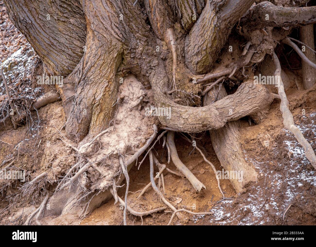Intertwined tree trunks hi-res stock photography and images - Alamy