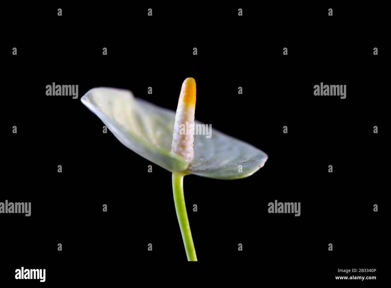 Yellow anthurium flower over a black background Stock Photo - Alamy